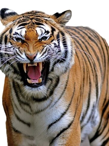 Delicious Gourmet Jerky | Big Geno's Jerky