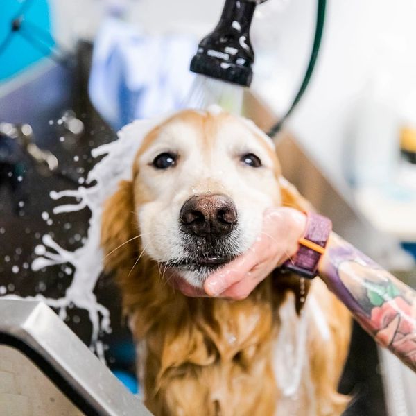 The Pawsitive Experience