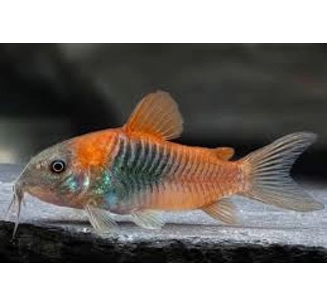 Catfish and Corydoras