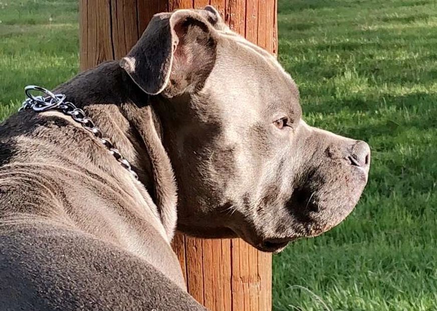 High Altitude Pitbulls - Pitbull, Pitbull Dogs, Puppies for Sale