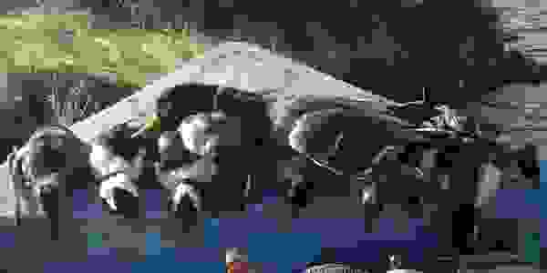 Fishing and Hunting the Outer Banks - Home