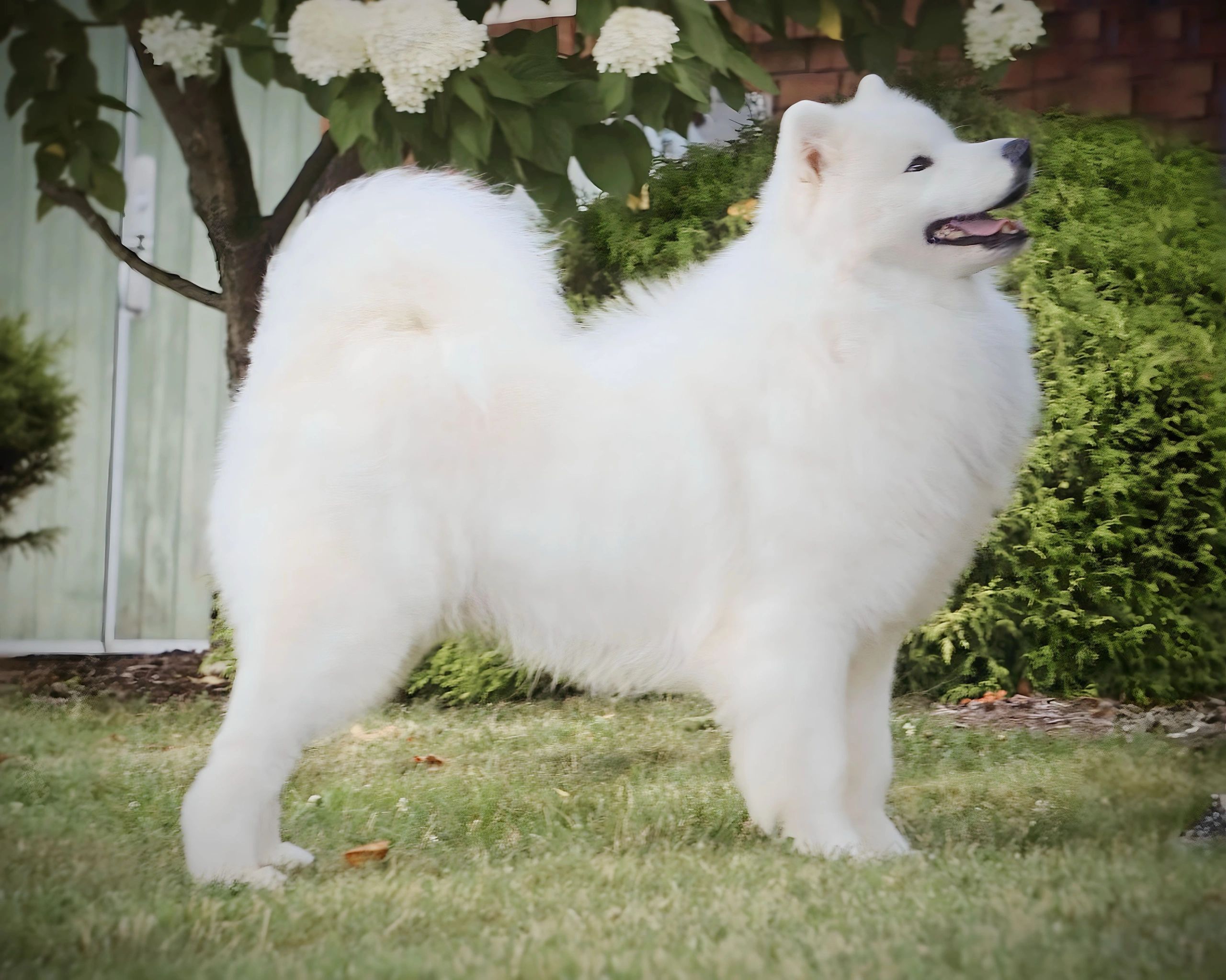 Magic Touch Samoyeds