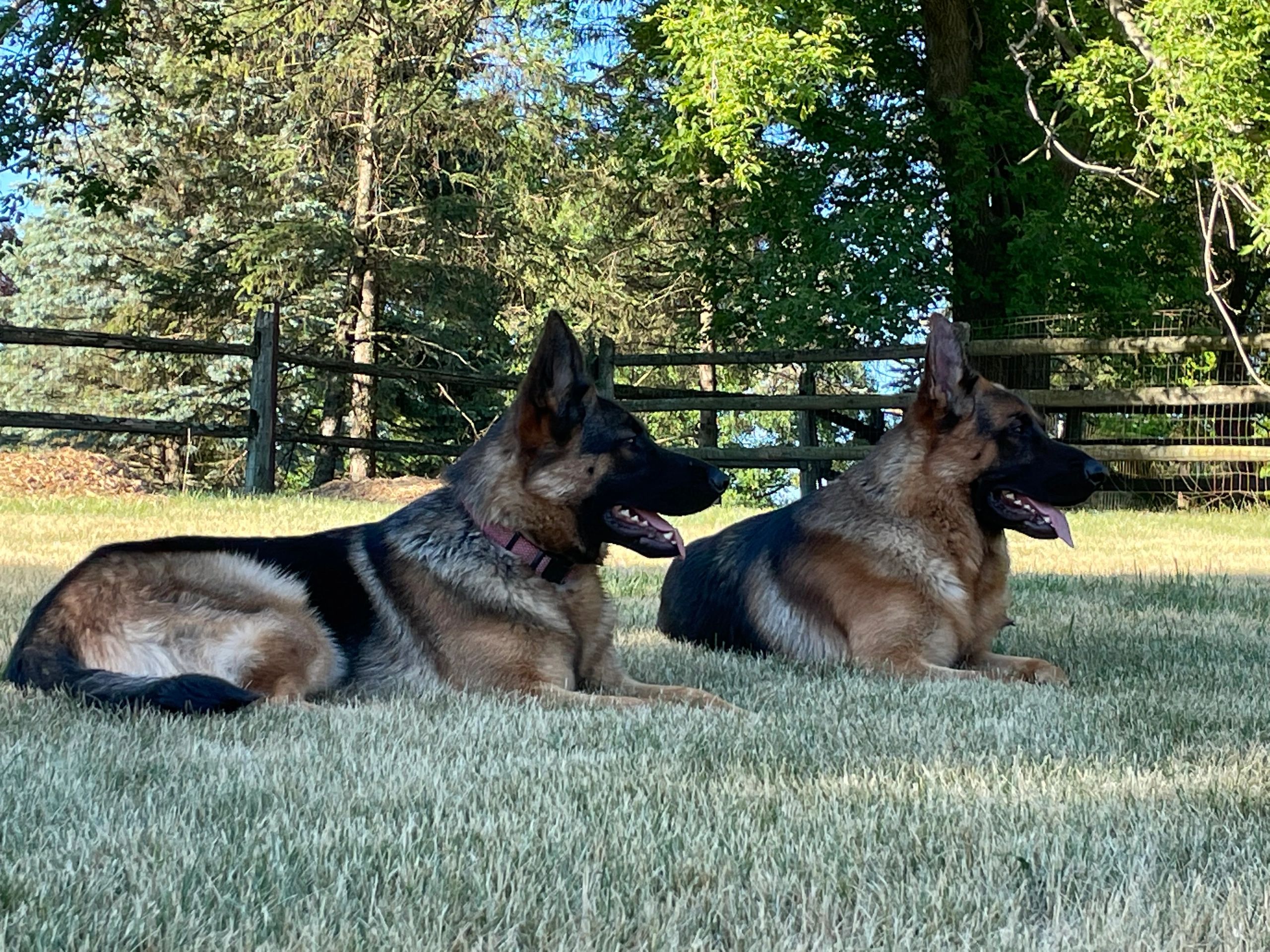 Our Foundation Dogs