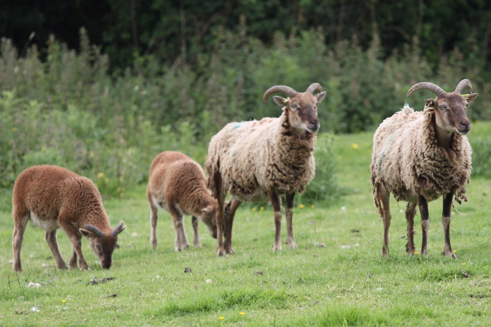 Rare Breed Sheep, Sussex Bantams - Barby Rare Breeds - Rugby, England