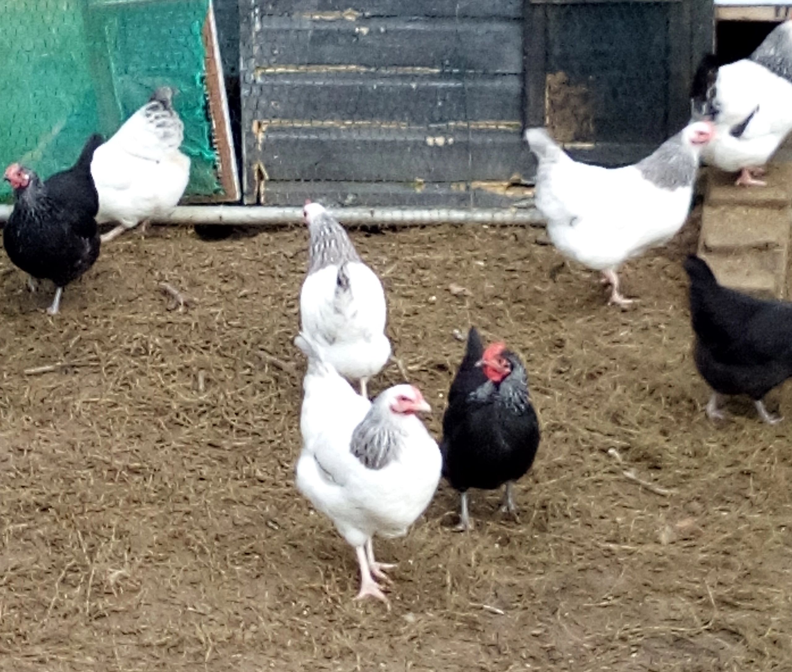 POL sussex bantam hens - SOLD