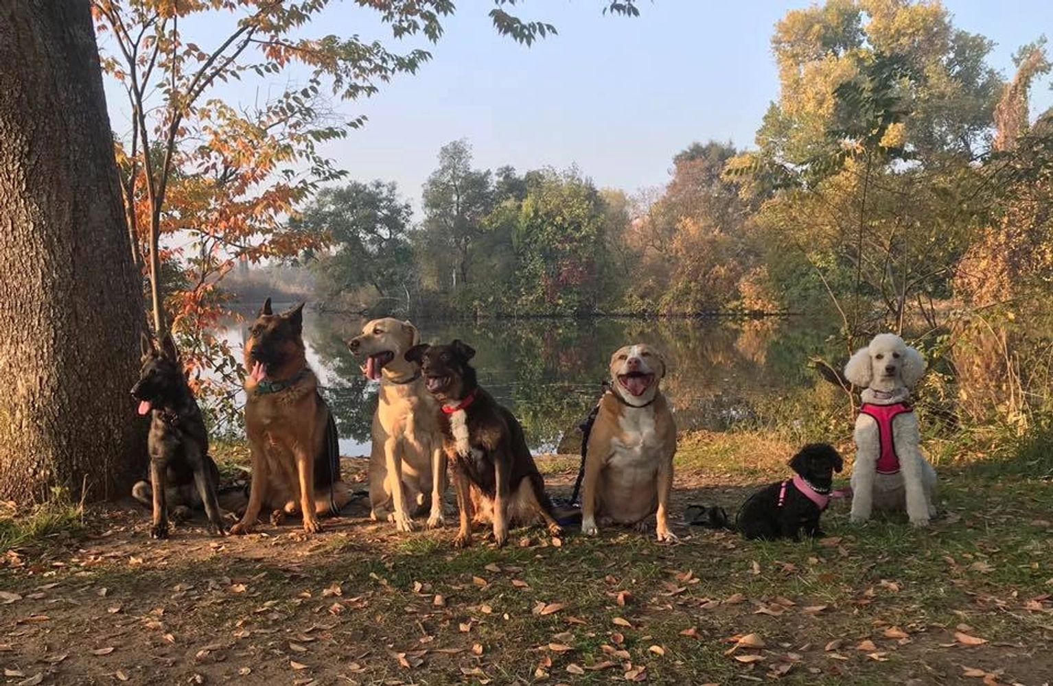 Bone-a-Fide Dog Training - Home