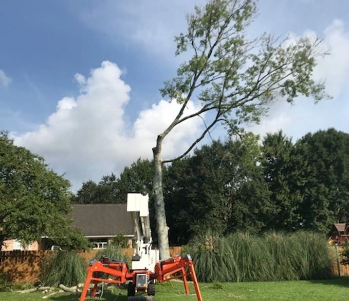 Louisiana Tree Company - Tree Service, Tree Removal