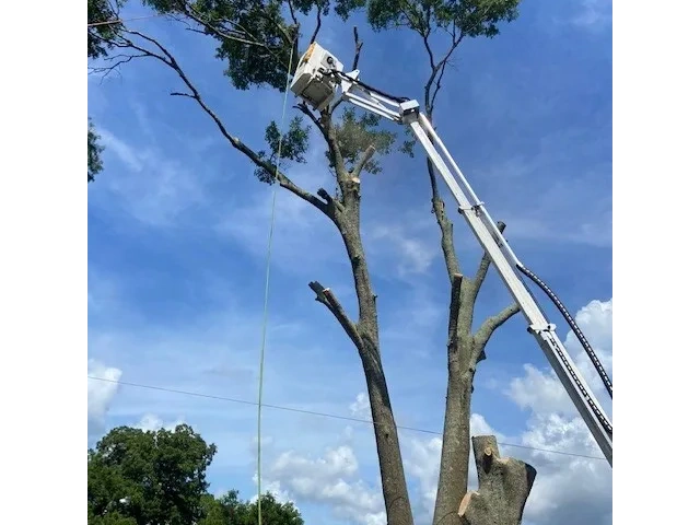 Louisiana Tree Company