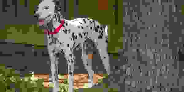 Dalamatian Rescue of Southwest VA