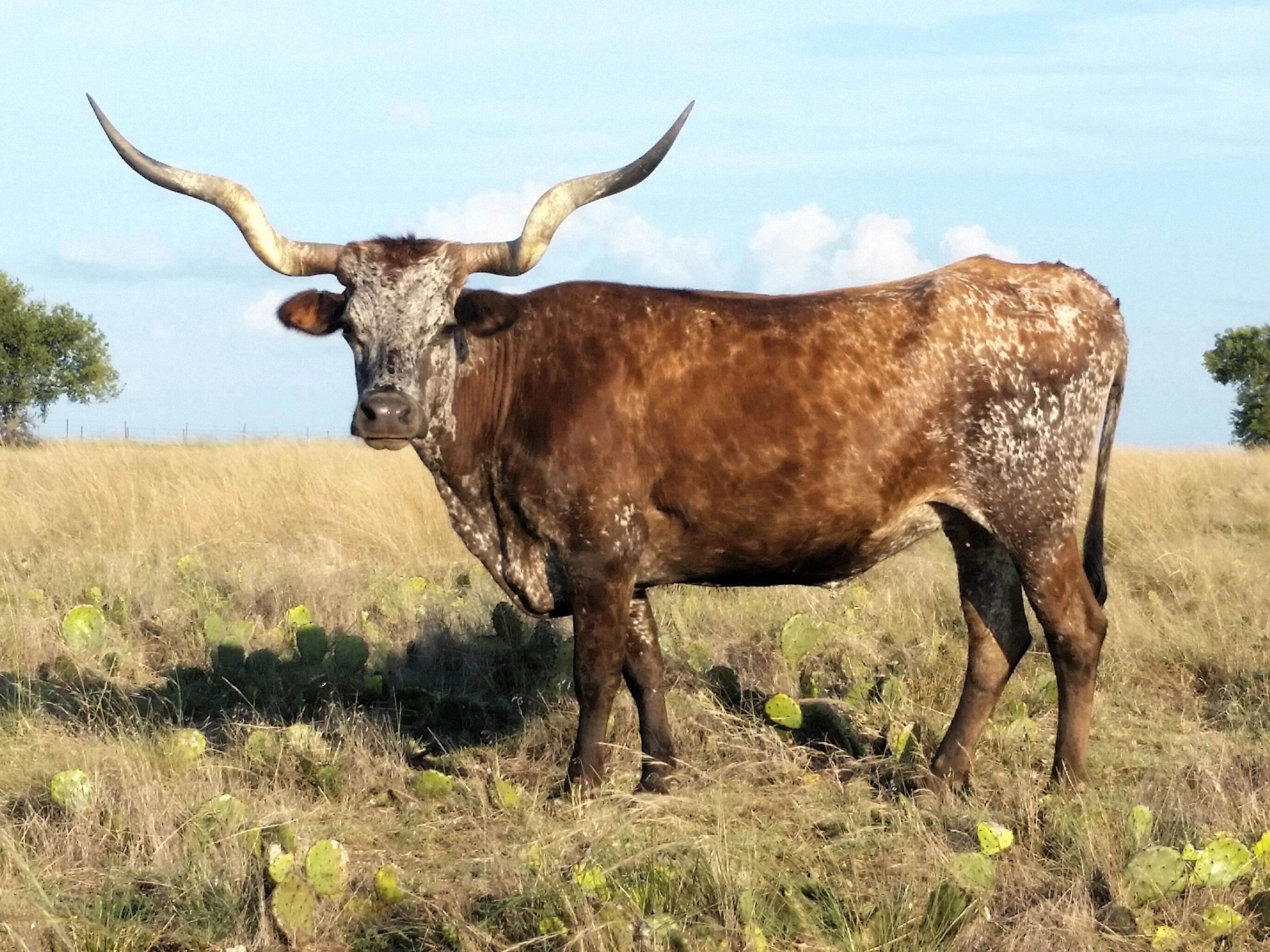 Texas Longhorn Cattle for Sale - Find Your Perfect Livestock at Texas ...