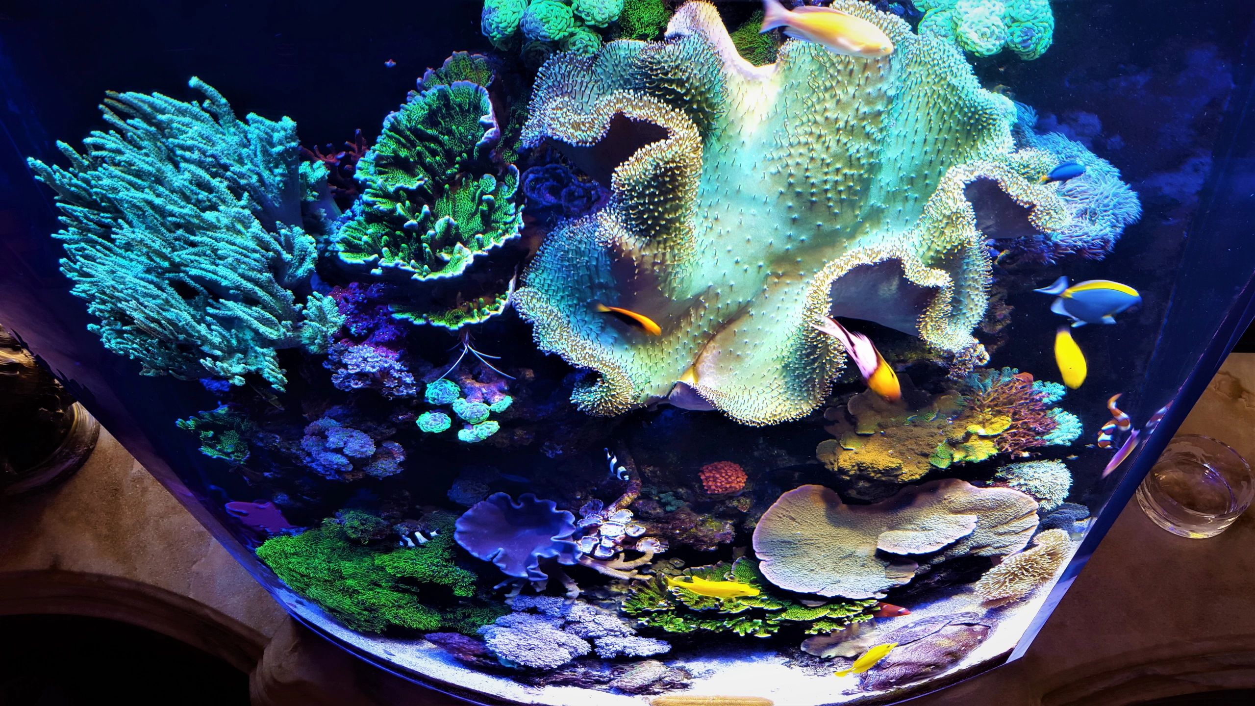 The Art Aquatic with Anthony Ruffin