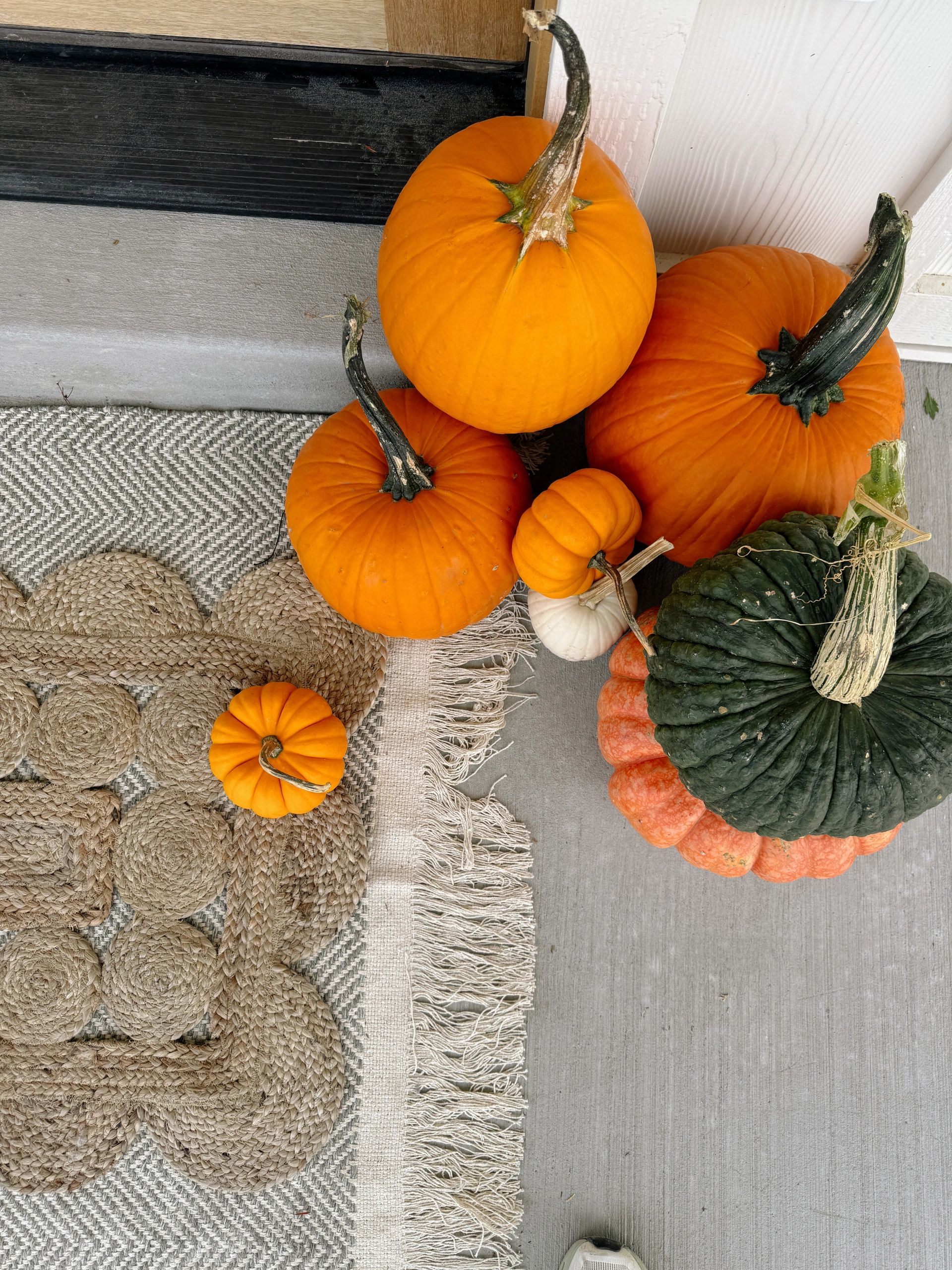 Explore Stunning Locally Grown Pumpkins for Your Home