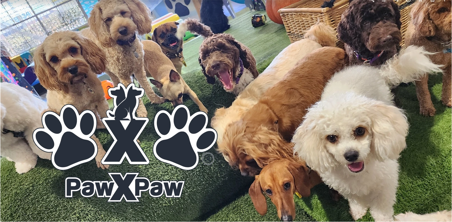 Paw x Paw - Dog Day Care - Brisbane, Queensland