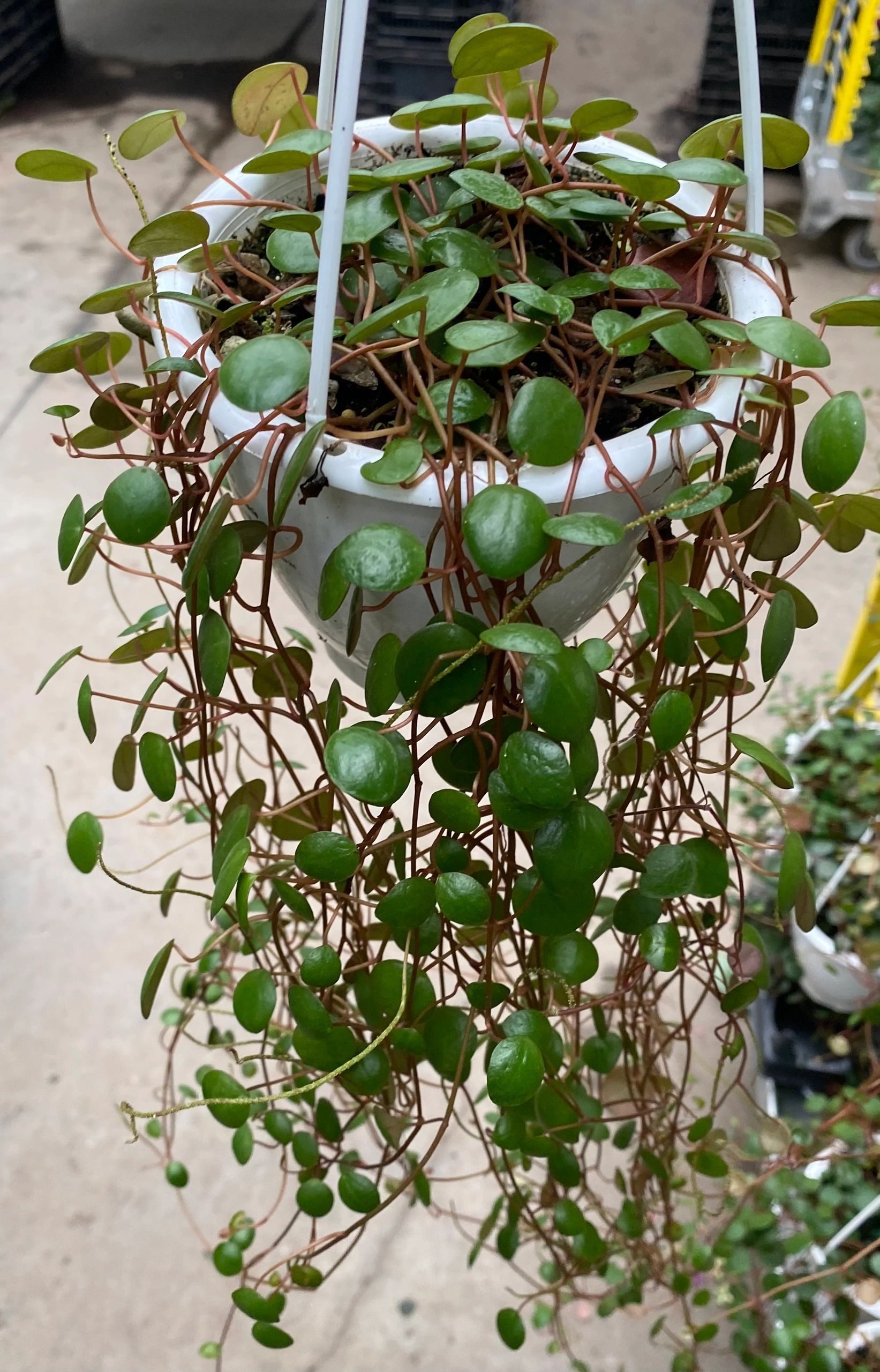 Peperomia Ruby Cascade Craft Supplies & Tools Gardening & Plants etna ...