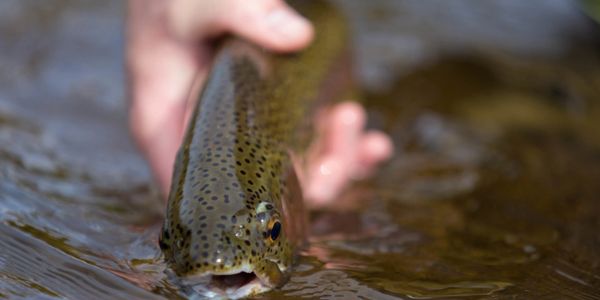 Drake fishing company - Fly Rods, Custom Fly Rods