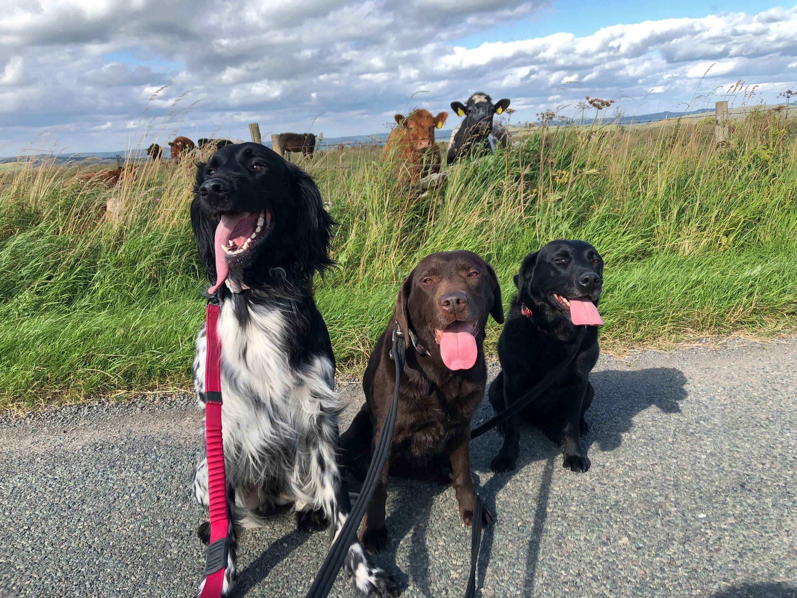 Luxury Home Dog Boarding Near Me