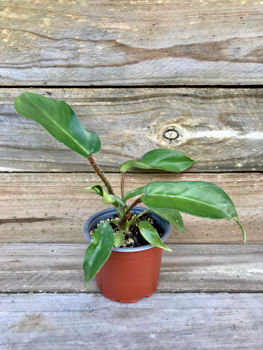 PHILODENDRON SQUAMIFERUM 'RED BRISTLE'