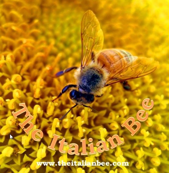 The Italian Bee Contact