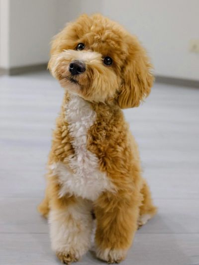 Waggin’ Rights Terms & Conditions | Sunshine Coast