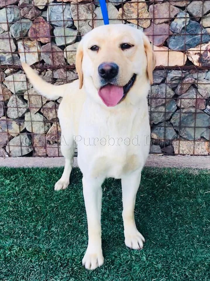 How Much Is A Pure Breed Labradoodle