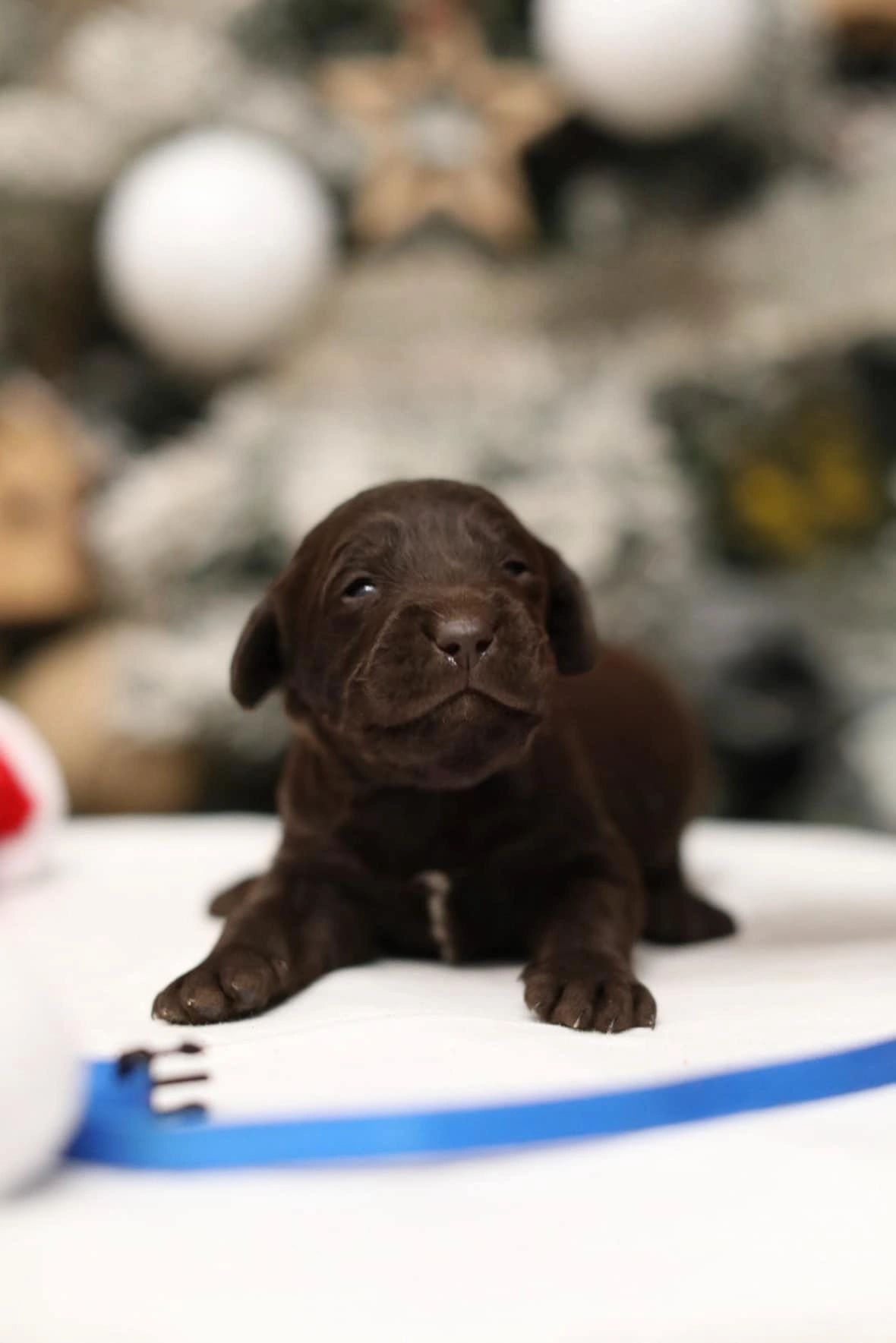Top Notch Labradoodles