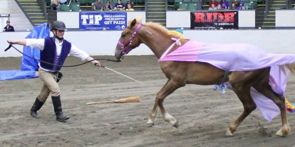 Mustangs - Legacy Riding Stables | Legacy Riding Stables