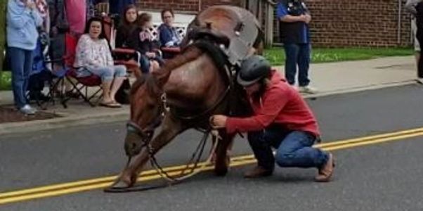 Mustangs - Legacy Riding Stables | Legacy Riding Stables