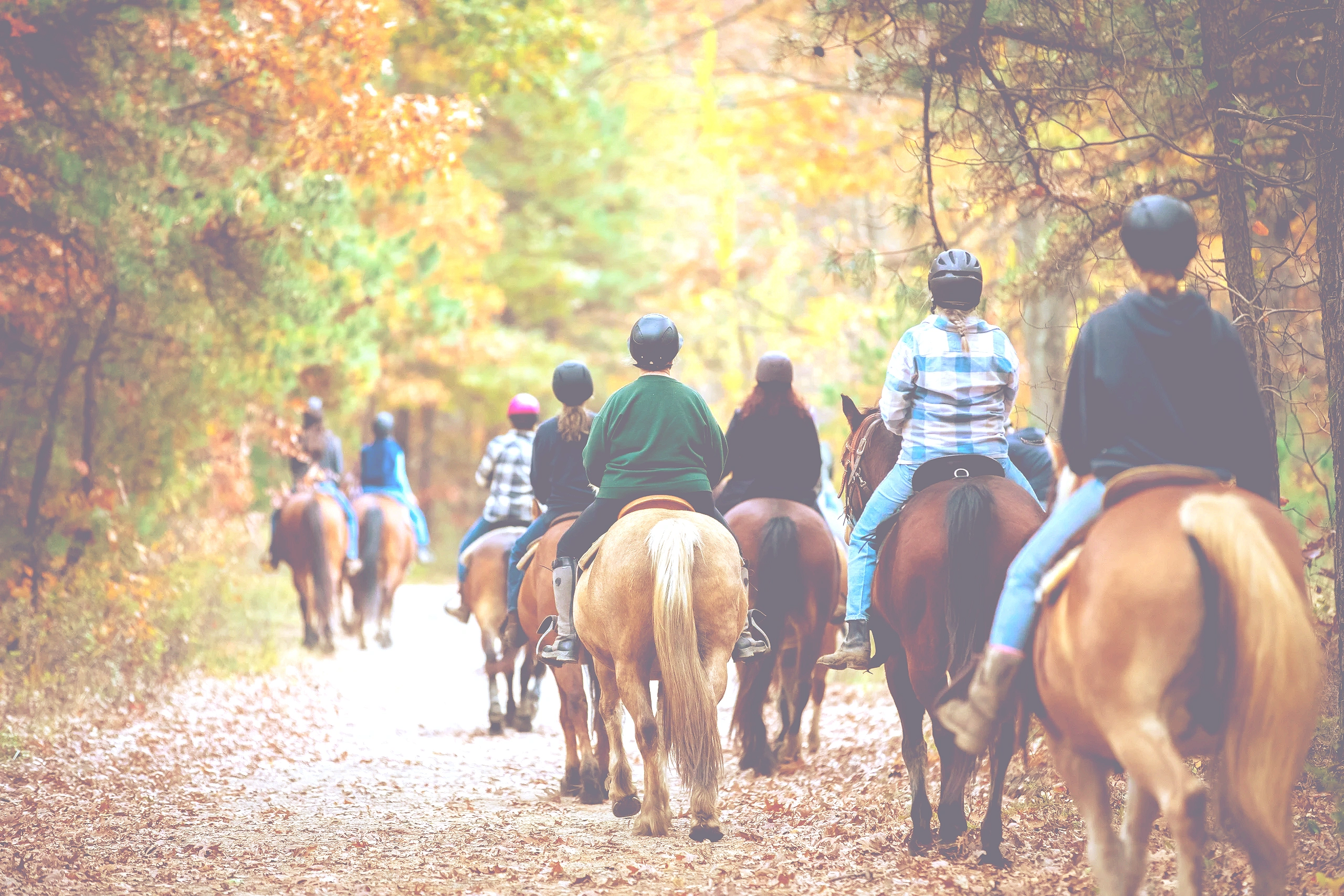 Legacy Riding Stables - Horseback Riding, Horse Lessons