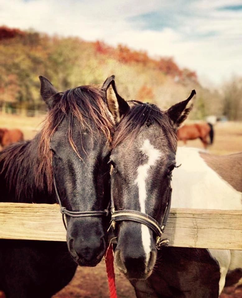 Legacy Riding Stables - Horseback Riding, Horse Lessons