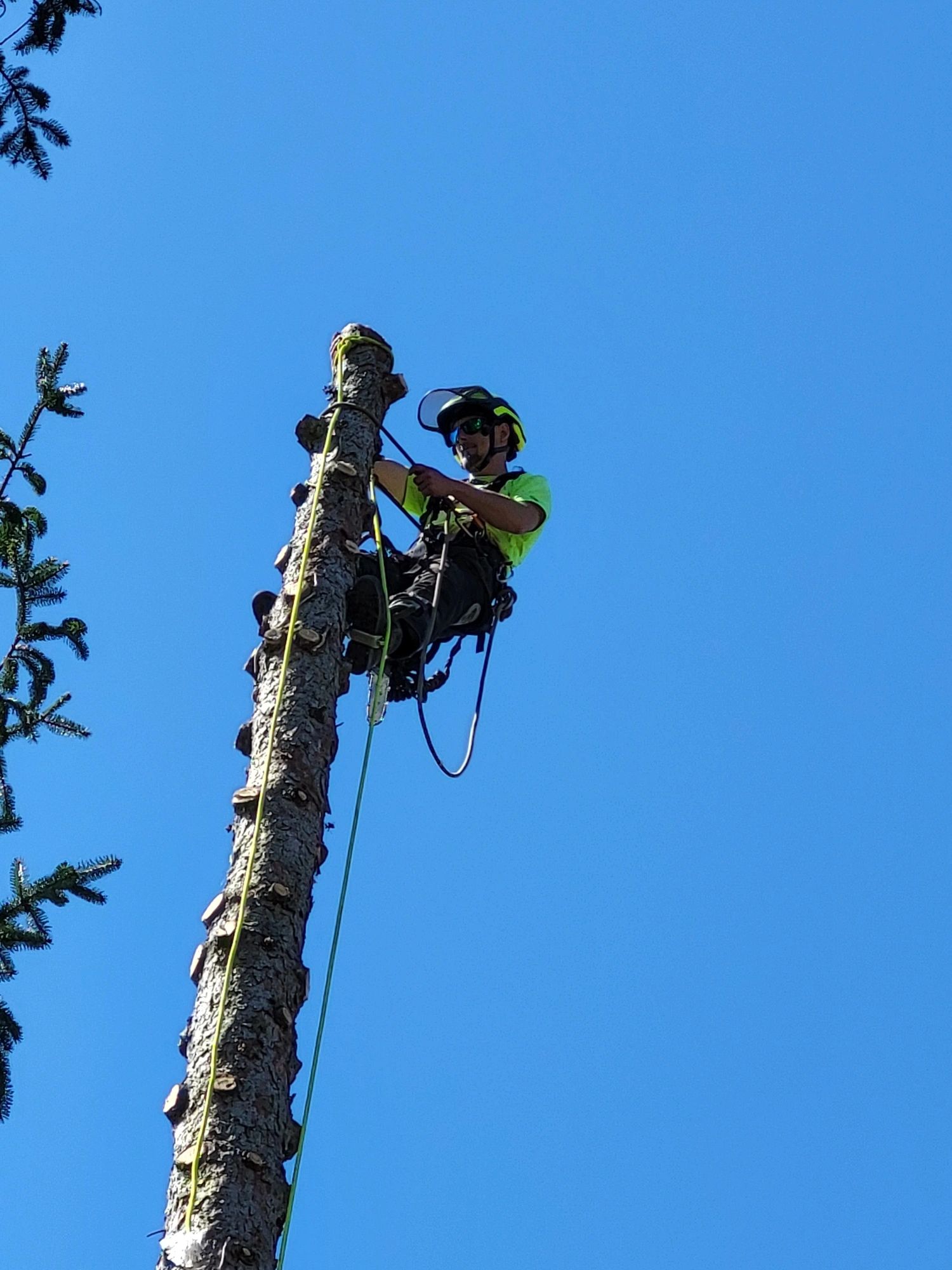 Cline Tree Service