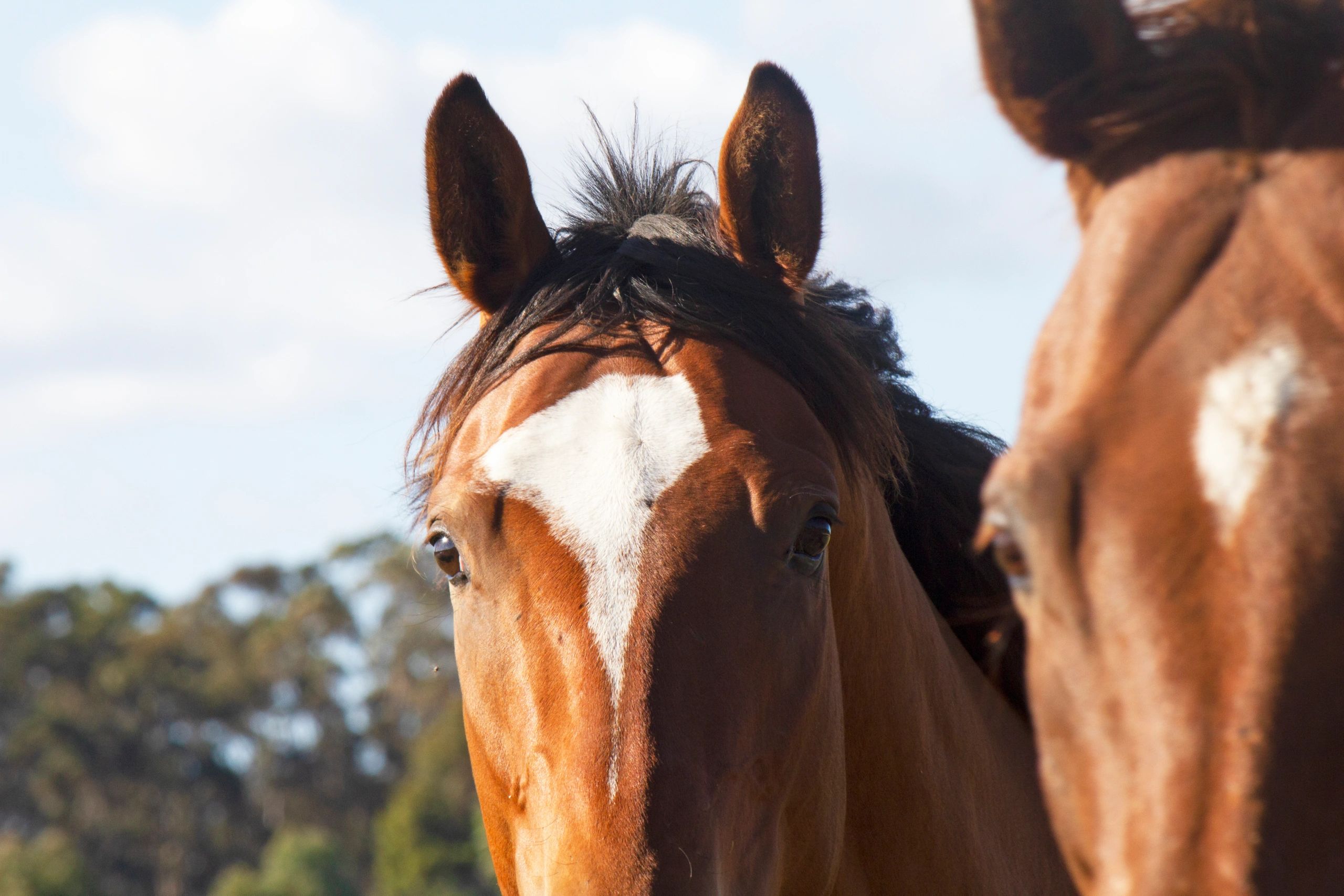 Products | Furlong Equine Insurance