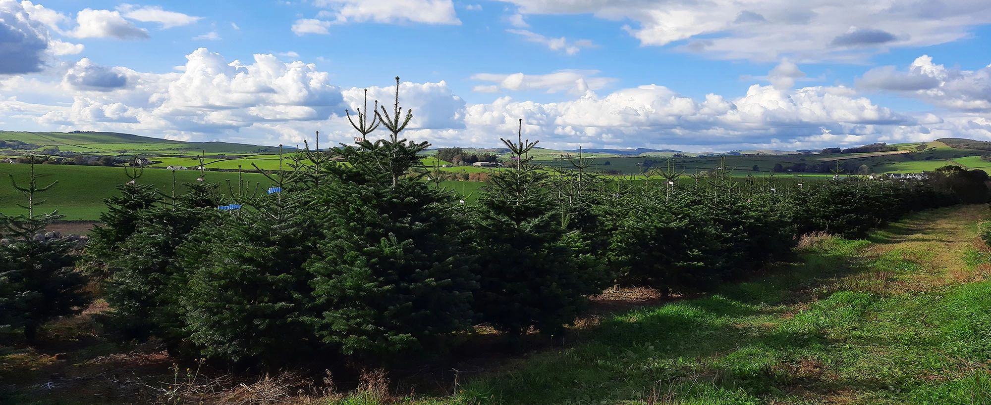 Broomhall Christmas Trees - Home