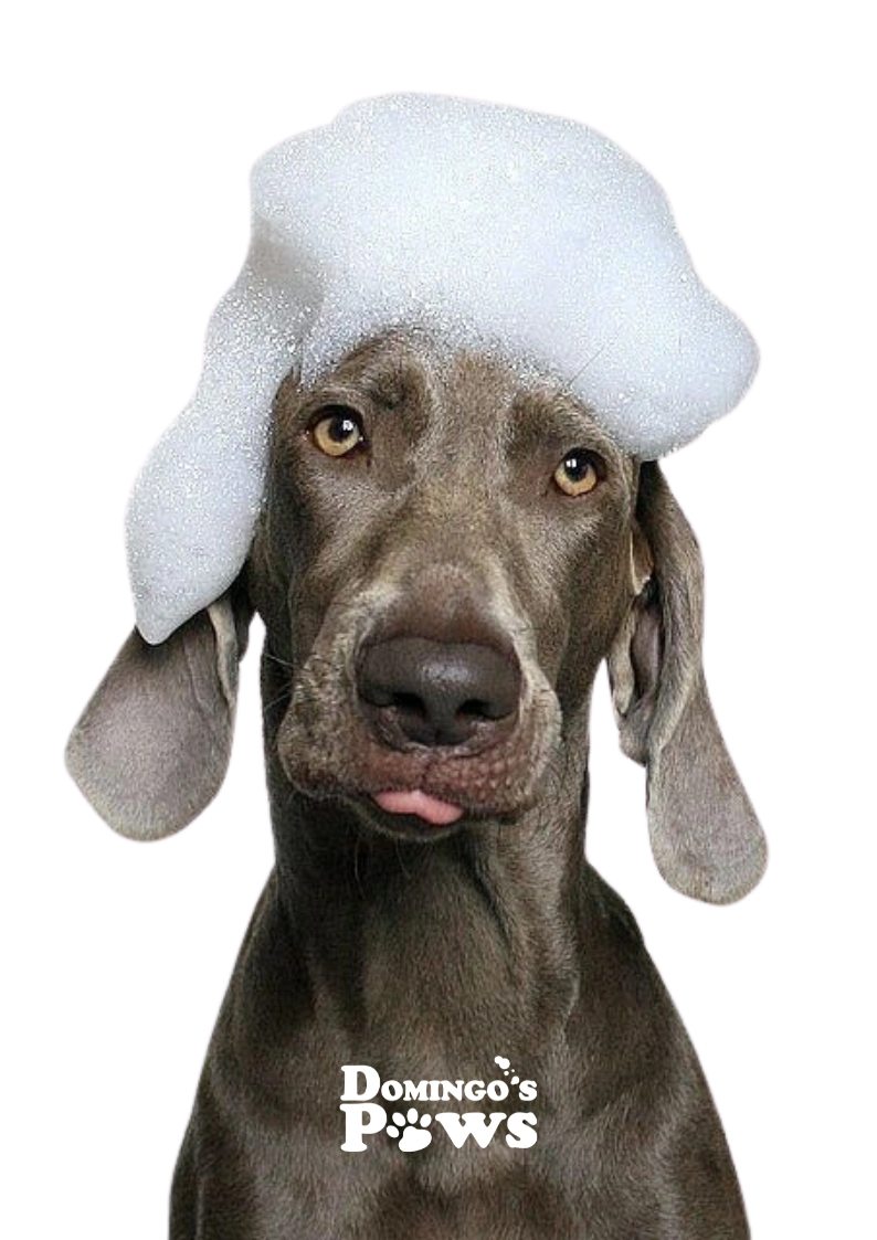 Domingo's Paws - Pet Grooming, Dog Wash, Dog Grooming, Pet Groomer
