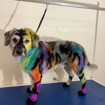 Domingo's Paws - Pet Grooming, Dog Wash, Dog Grooming, Pet Groomer