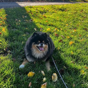 Domingo's Paws - Pet Grooming, Dog Wash, Dog Grooming, Pet Groomer