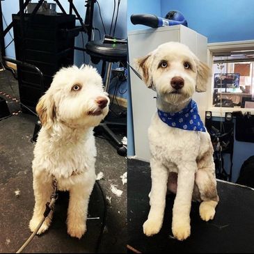 Domingo's Paws - Pet Grooming, Dog Wash, Dog Grooming, Pet Groomer