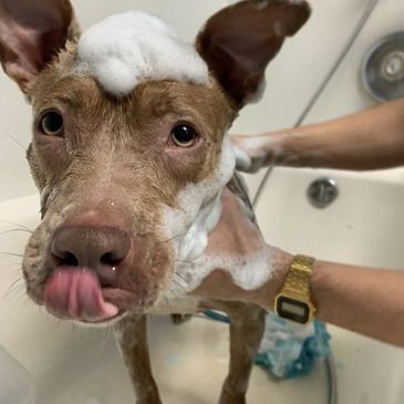 Domingo's Paws - Pet Grooming, Dog Wash, Dog Grooming, Pet Groomer