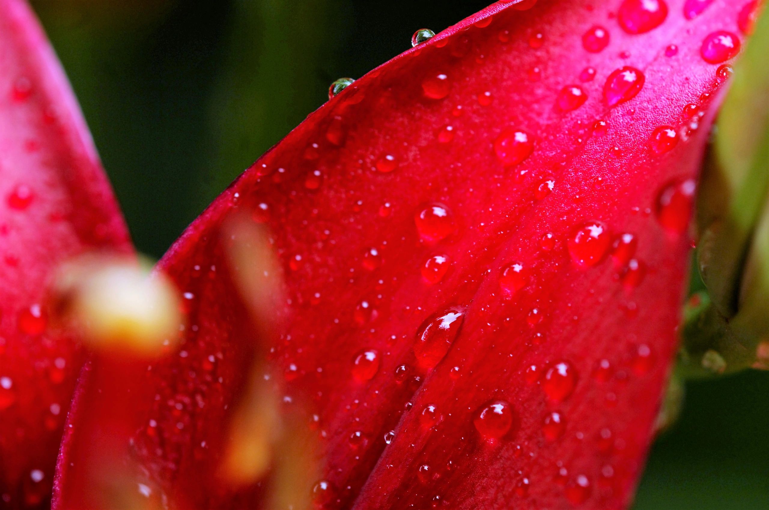 Pat Gleason Photography