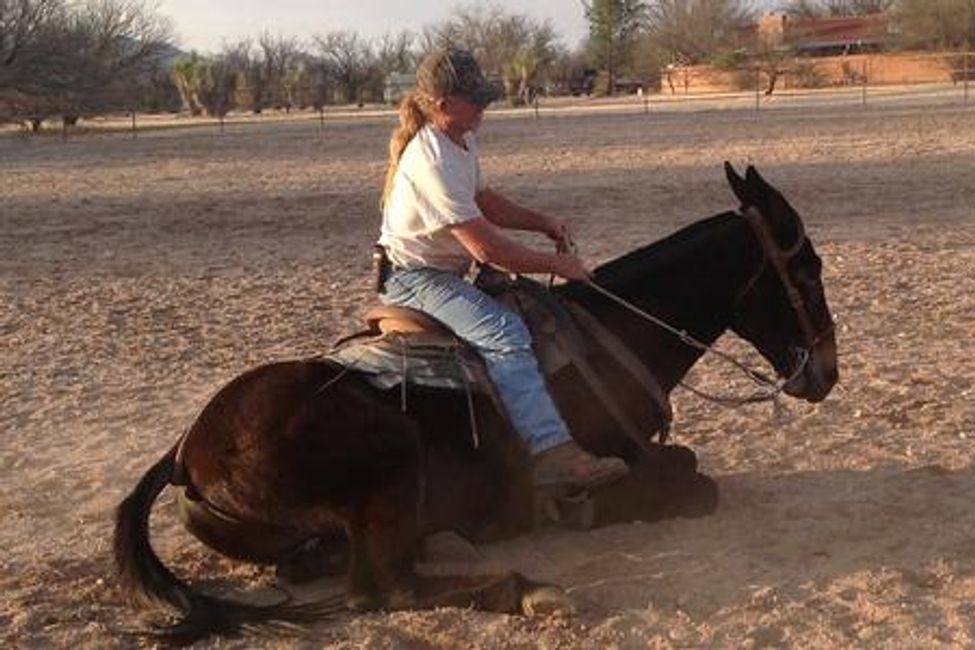 Reds Saddle Mules | Winterhaven Rides