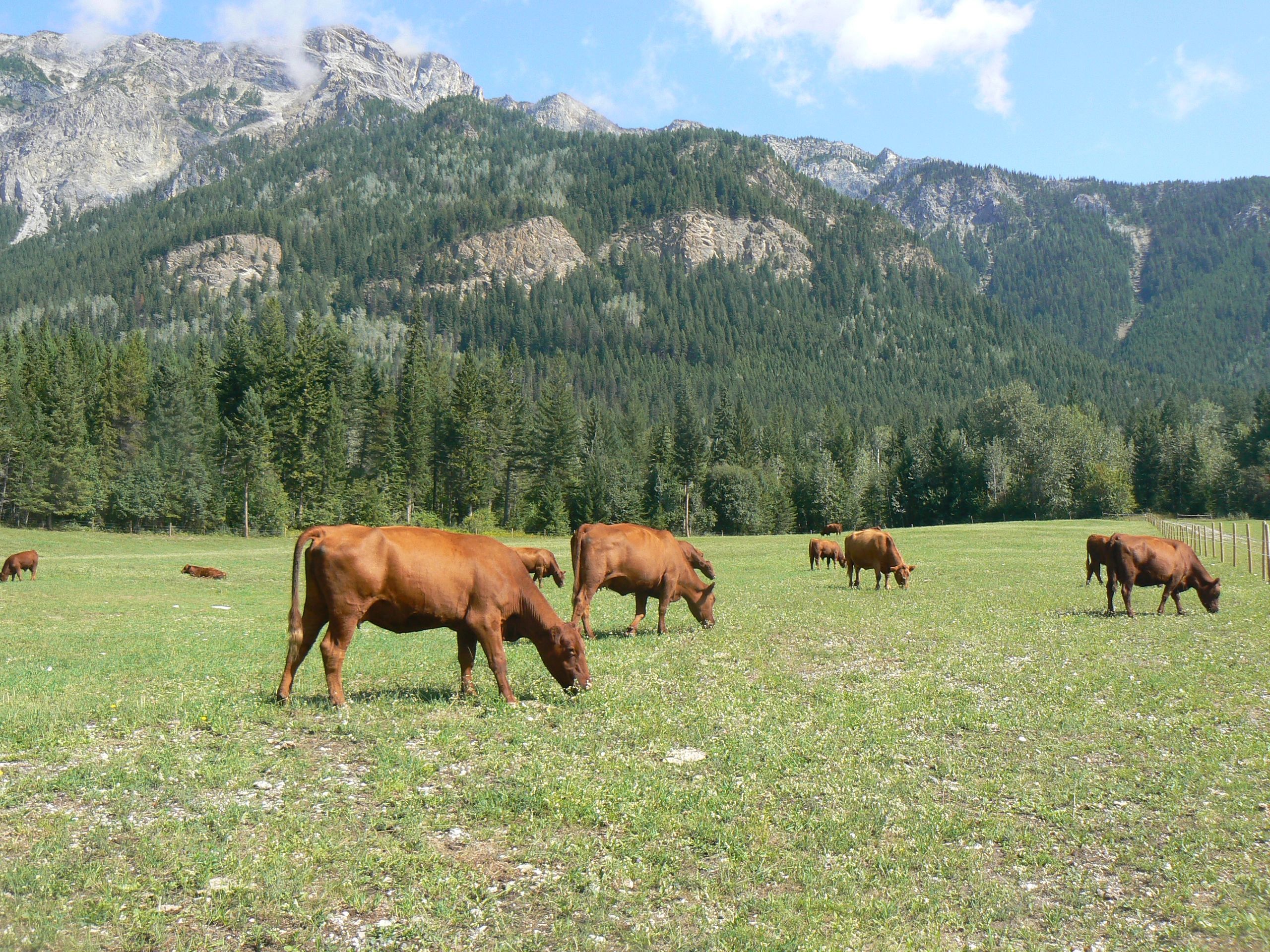 Our History | Ken Mackenzie Red Angus