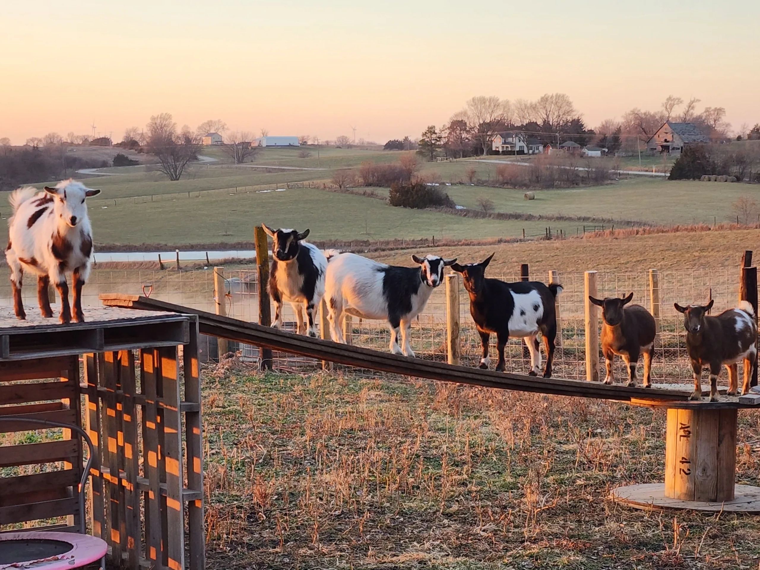 Premium Soap | Half Eaton Ranch