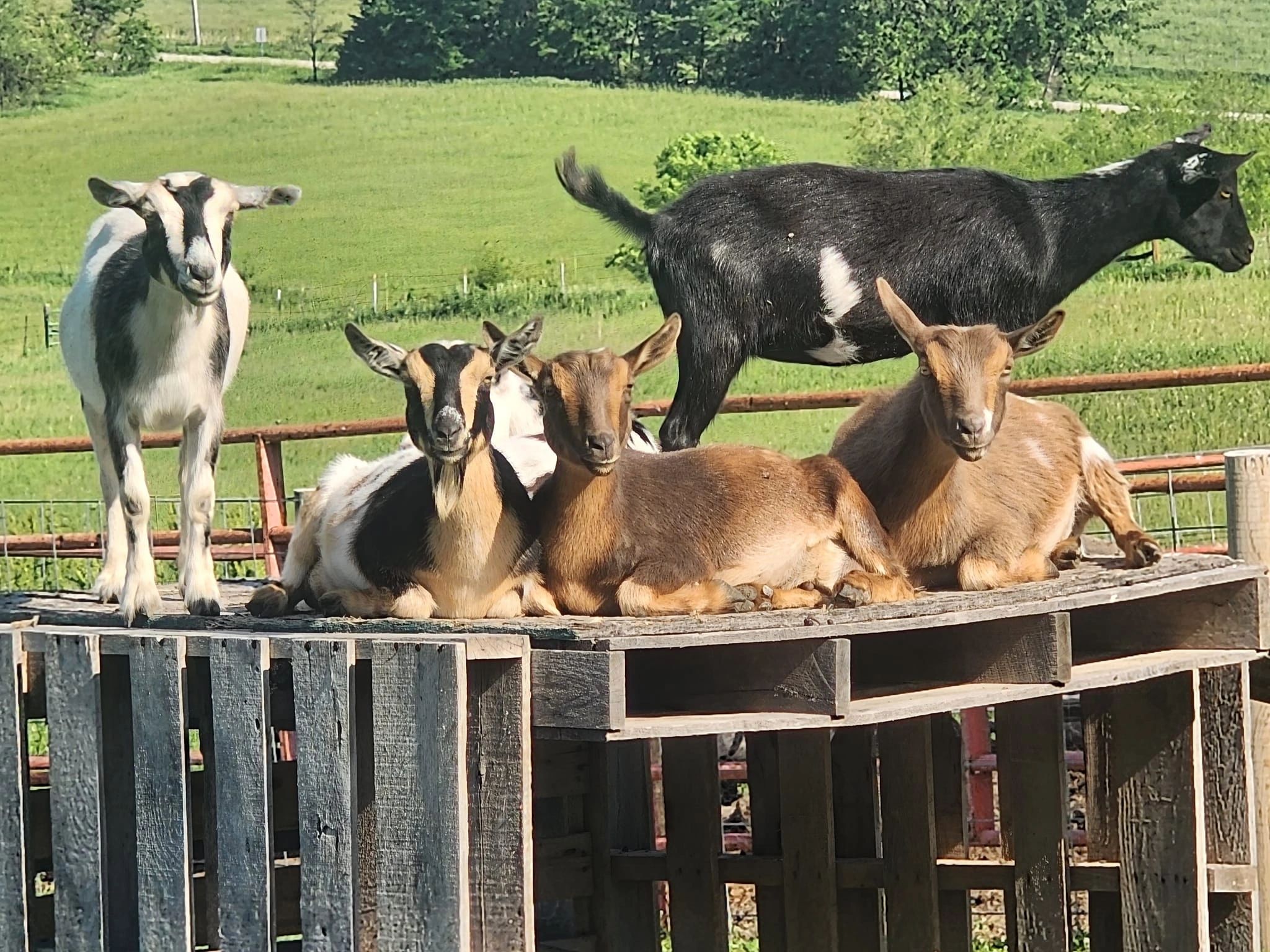 Premium Soap | Half Eaton Ranch