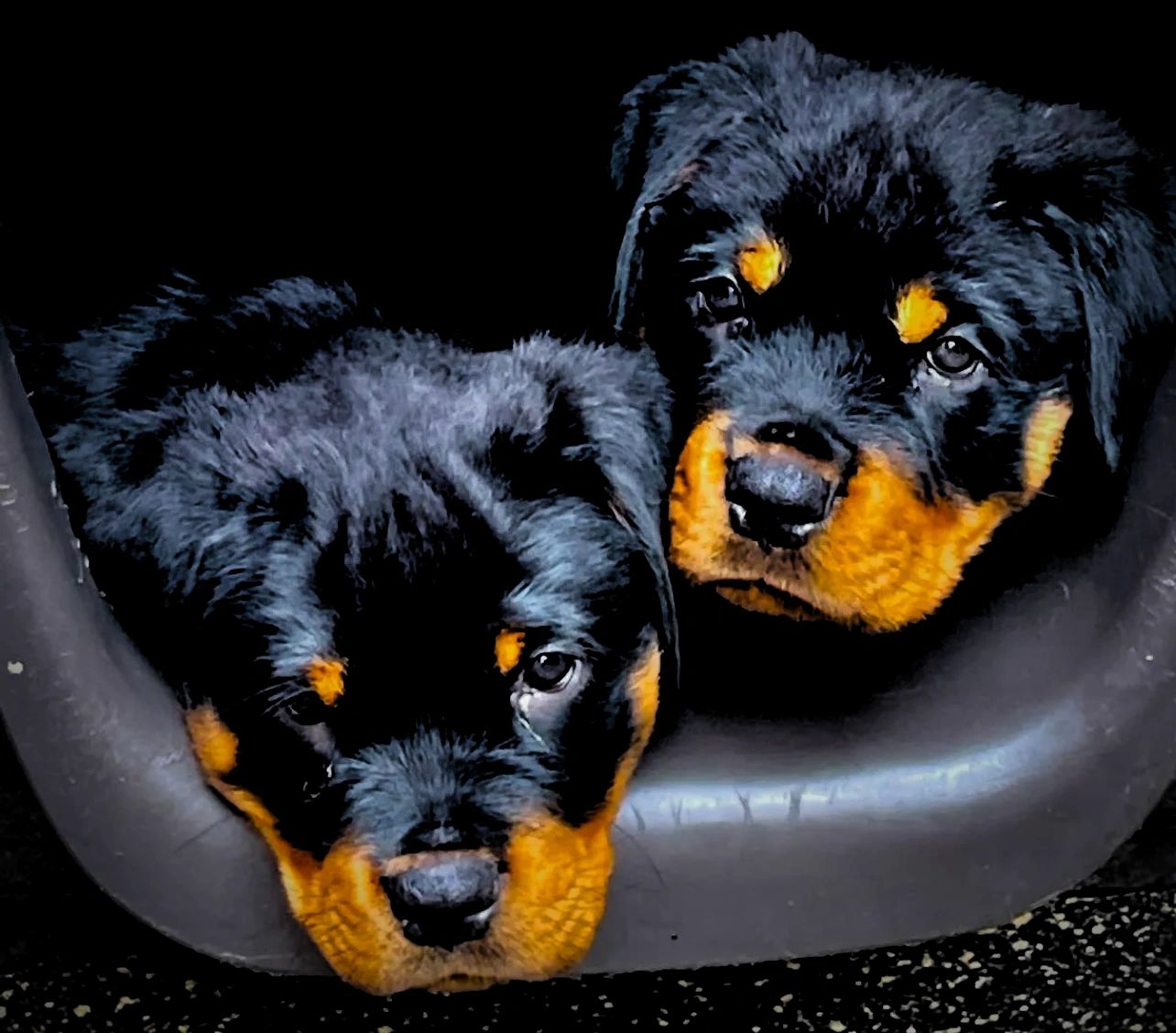 High-Quality Rottweiler Puppies for Sale | Shogunate Kennels