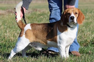 Marti Acres - Beagle, Breeder, Puppies | Marti Acres