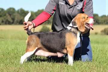 Marti Acres - Beagle, Breeder, Puppies | Marti Acres