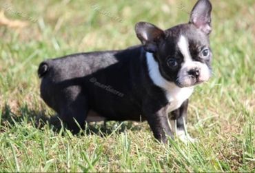 Marti Acres - Boston Terrier, Breeder, Puppies | Marti Acres