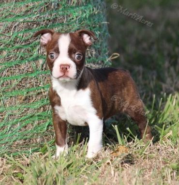 Marti Acres - Boston Terrier, Breeder, Puppies | Marti Acres