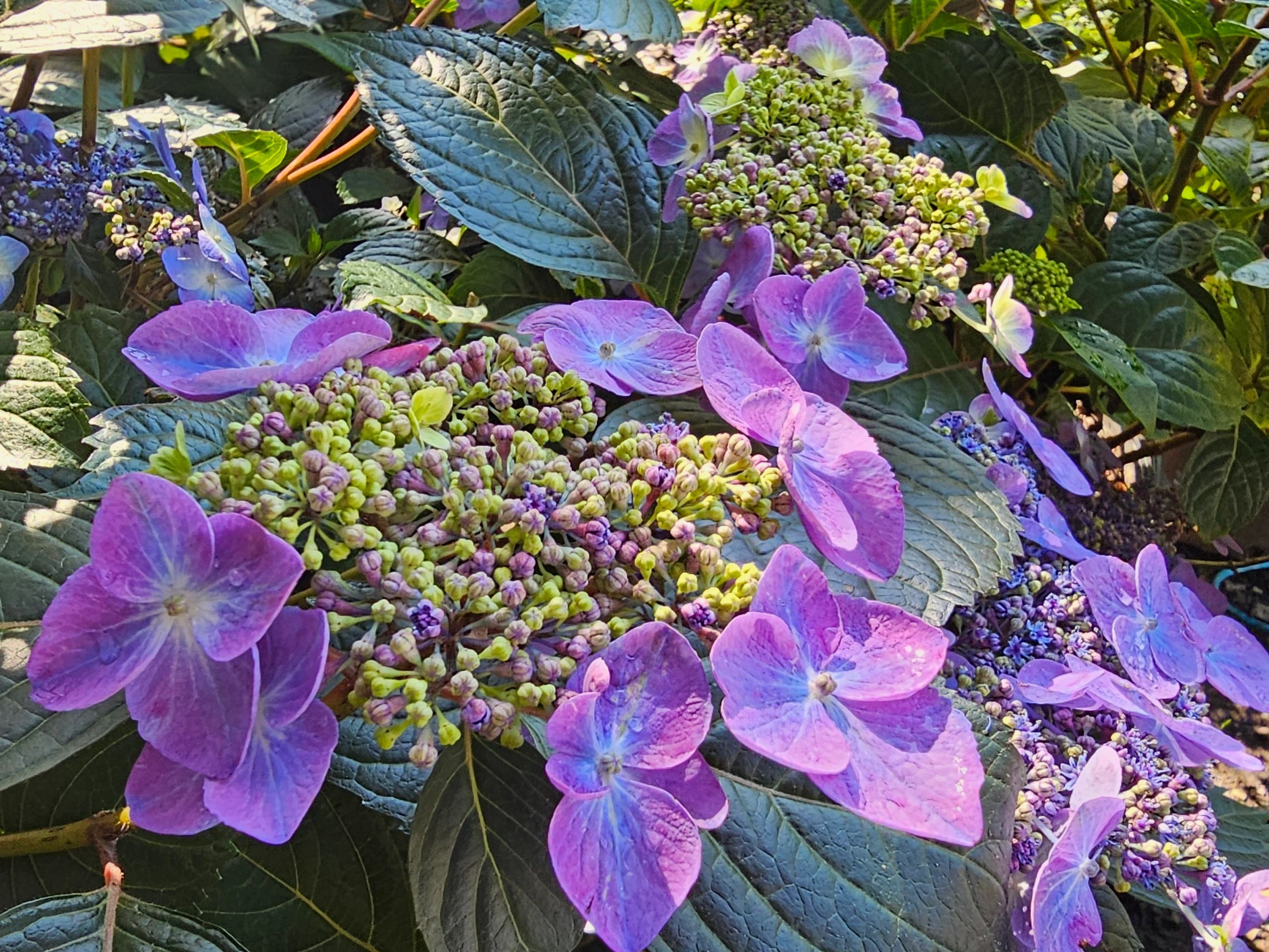 Demystifying Hydrangeas