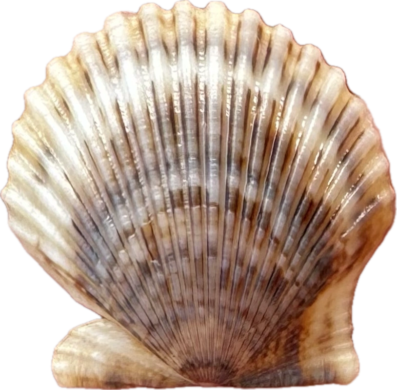 SHELL SHOW