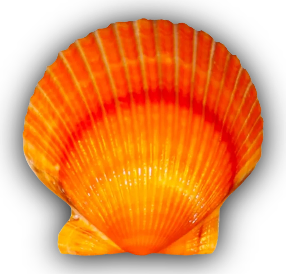 Explore Shells of the Emerald Coast - Shell Collecting Club
